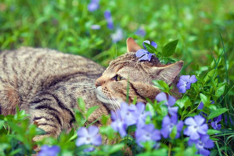 Cat Lying on the Periwinkle Lawn Stock Image - Image of animals ...