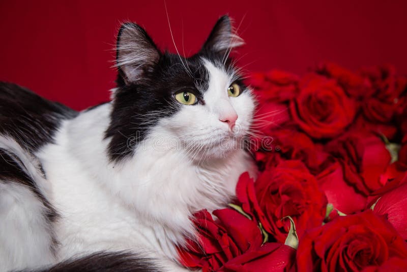 1,100 Black White Cat Red Rose Stock Photos - Free & Royalty-Free Stock ...