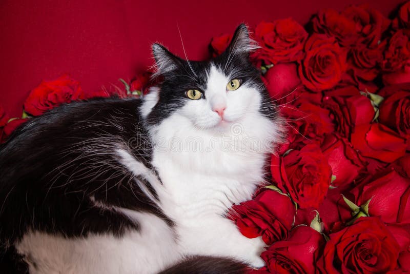 Cat Lying on Red Roses and Petals. Stock Image - Image of love, fluffy ...