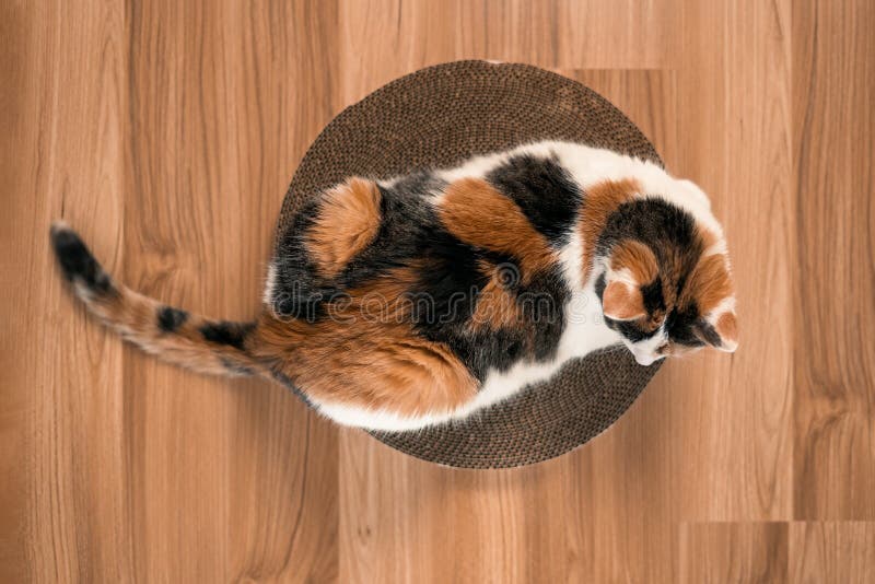 Cat Is Lying On A Scratching Post Top View Stock Image - Image of ...