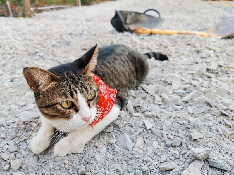 Cat Lying on the Stone Floor Stock Photo - Image of gourami, white ...
