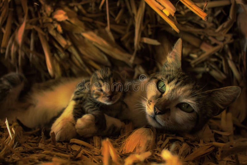 Cat Lying on Straw Hugging Her Baby Cat Stock Image - Image of cute ...