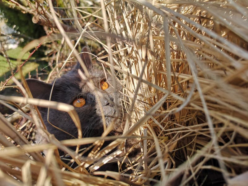 Cat lying in the straw stock image. Image of straw, grass - 143057715