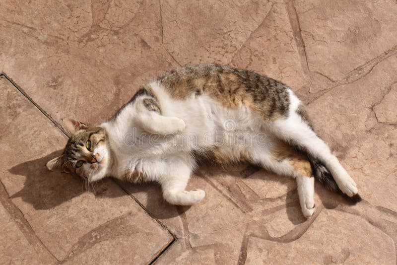Cat Lying in the Sun. Happy Kitten Resting on the Ground Stock Image ...