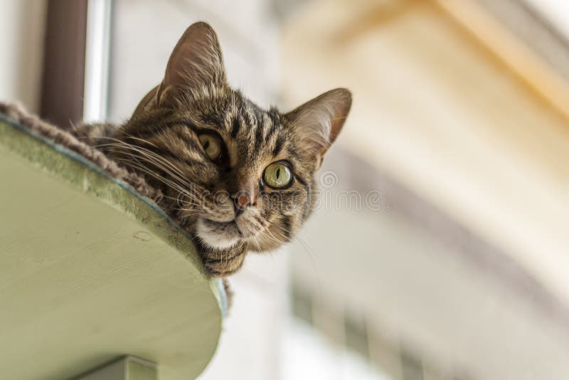 The Cat is Lying on the Table Stock Image - Image of upside, looking ...