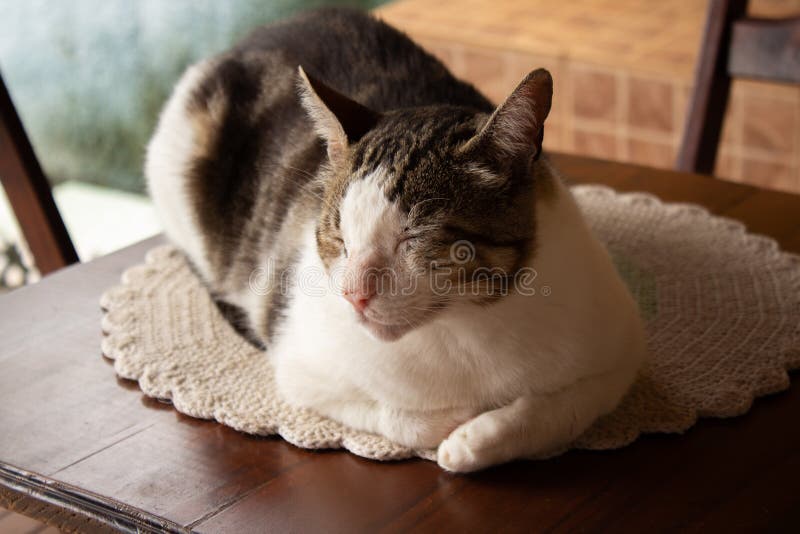 A cat lying on a table. stock photo. Image of coziness - 265112766