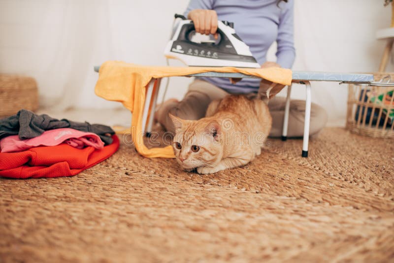 Cat Lying Under Ironing Board at Home Stock Image - Image of young ...