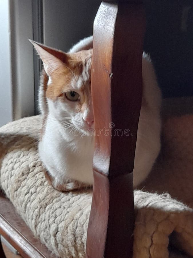 Cat lying under table stock image. Image of table, lying - 244846253