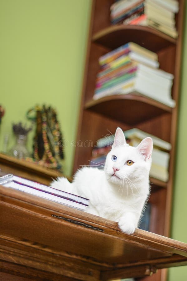 Wildstrawberries - Contributor Profile on Dreamstime