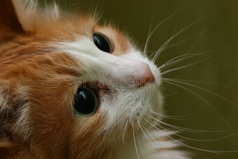Cat, macro head stock photo. Image of detail, wisdom, orange - 1829298