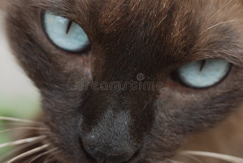 Cat macro stock photo. Image of head, face, brunette - 42844870