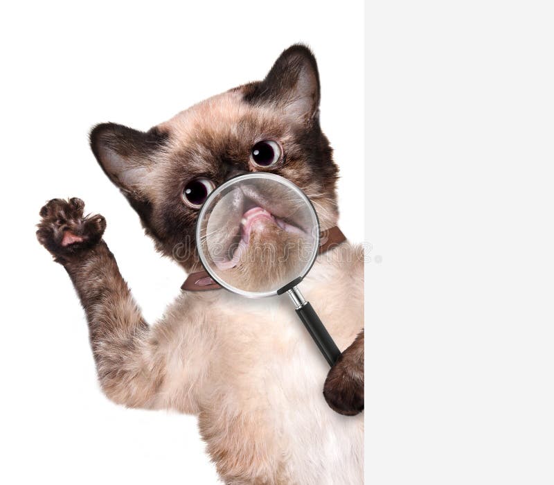 Cat with Magnifying Glass and Searching Stock Photo - Image of magnify ...