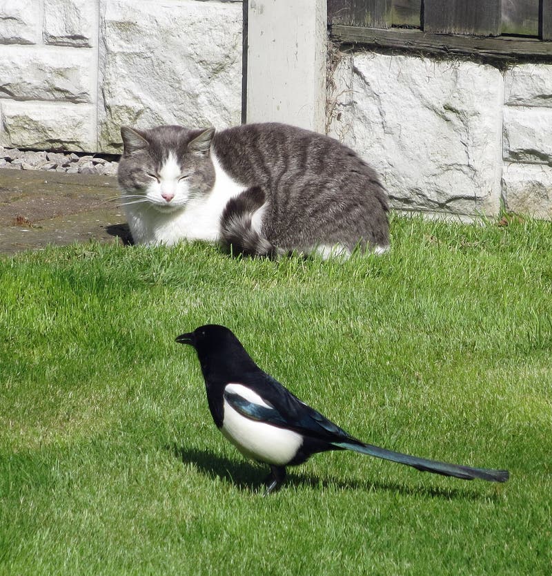 Cat and Magpie stock photo. Image of sleepy, lazy, grass - 40582824