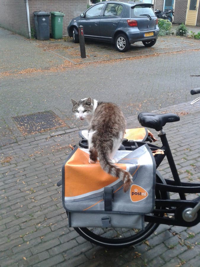 Cat on a mail bag editorial photography. Image of ride - 46050797