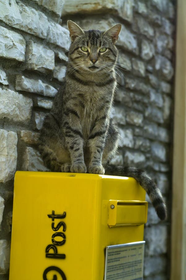 Cat on the mailbox stock image. Image of skin, animal - 22713409