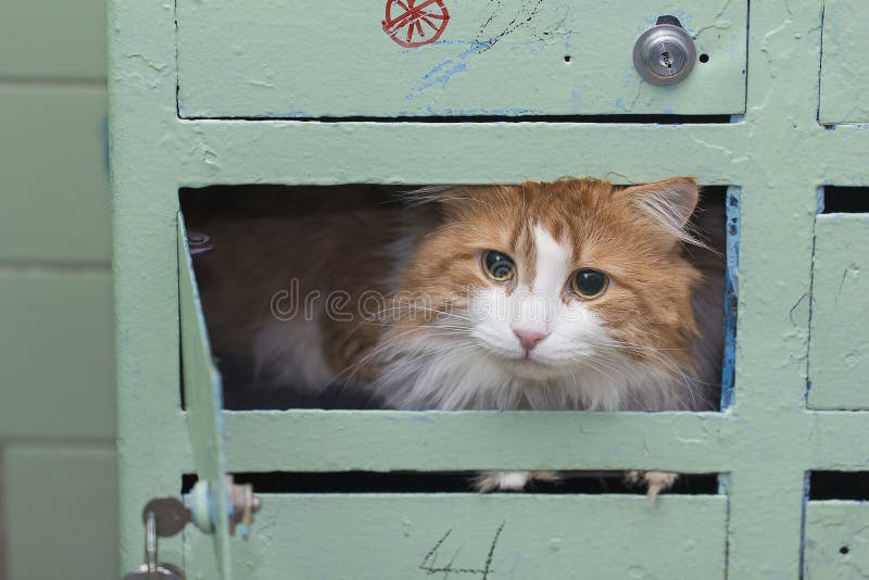 Cat in mailbox stock photo. Image of mailbox, pets, looking - 37141098