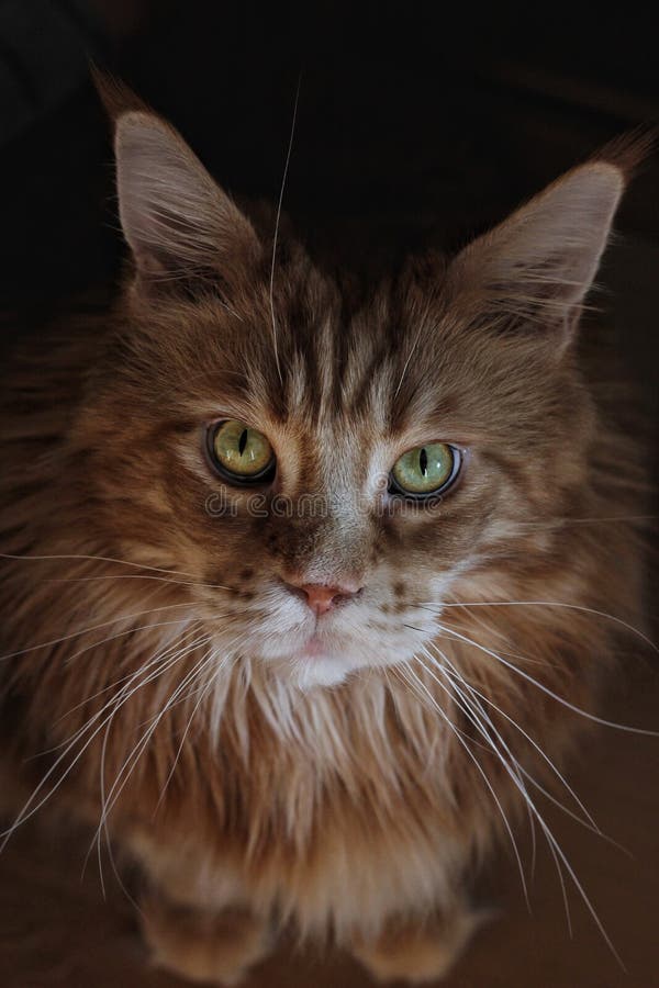 Cat maincoon stock photo. Image of beautiful, kitty - 175367418