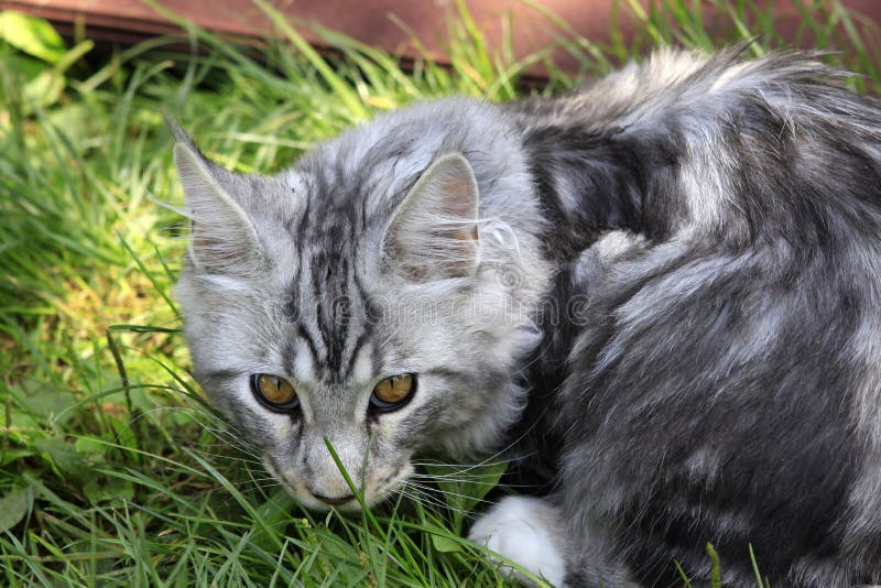 Cat Maine Coon imagen de archivo. Imagen de joven, gris - 39334631