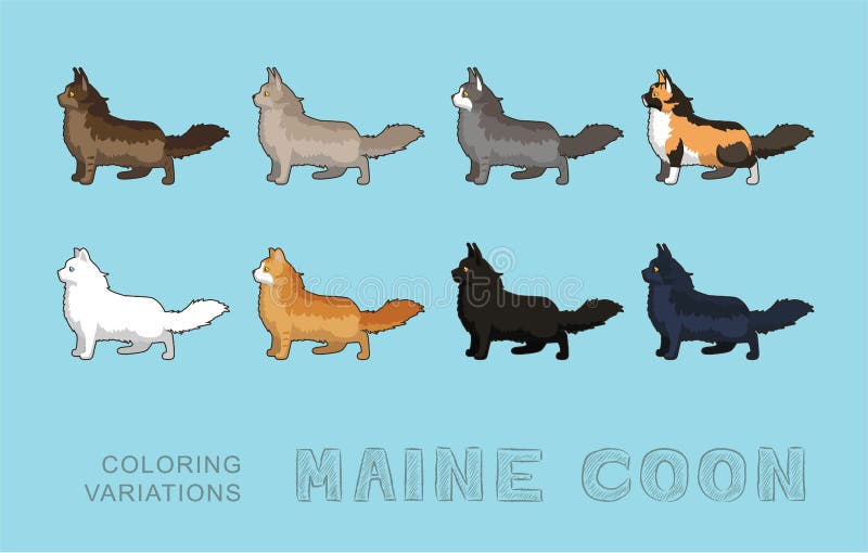 Cat Maine Coon Coloring Variations Vector Illustration Stock Vector ...