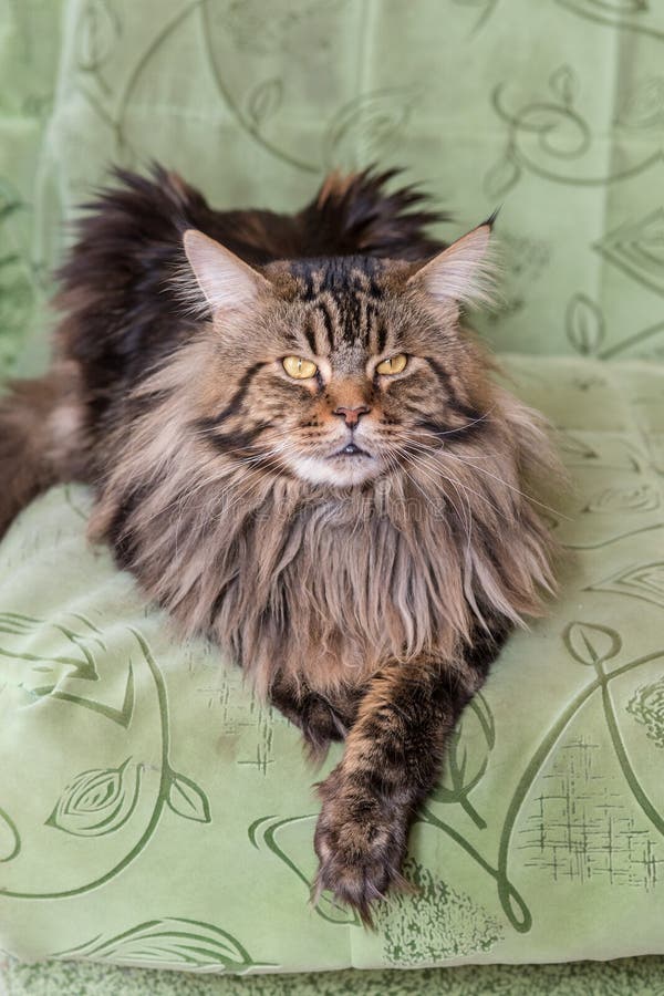 2,465 Yellow Maine Coon Stock Photos - Free & Royalty-Free Stock Photos ...
