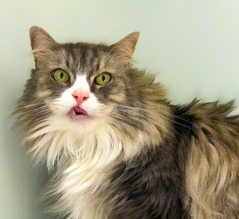 Cat making a funny face stock image. Image of siberian - 166886819