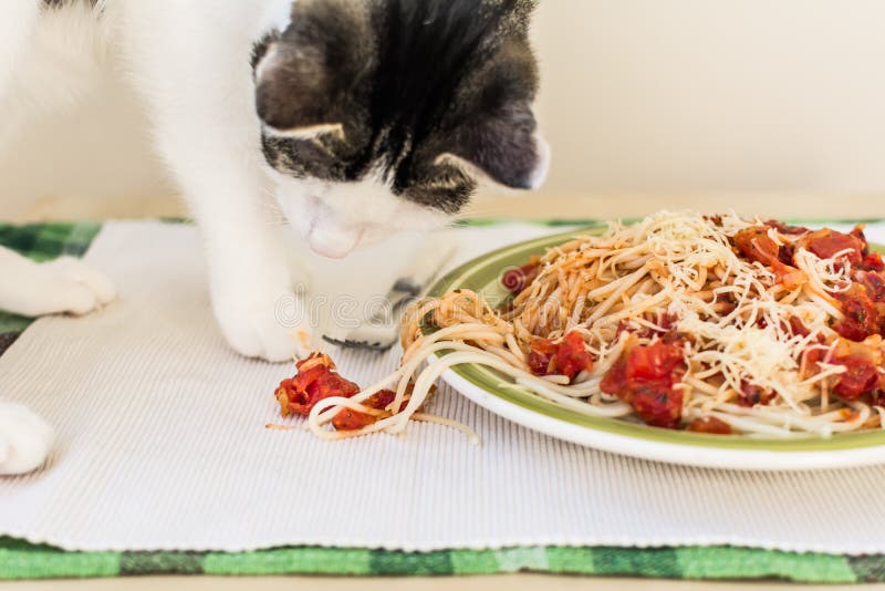 Cat making mess on a table stock photo. Image of stains - 101745536