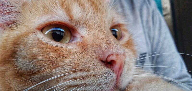 488 Cat Gender Stock Photos - Free & Royalty-Free Stock Photos from ...