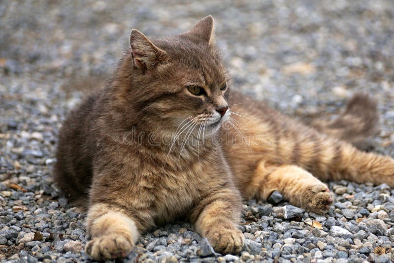 Cat, Mammal, Small To Medium Sized Cats, Wild Cat Stock Image - Image ...
