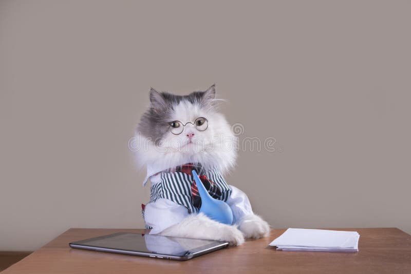 Cat Manager in a Suit Sitting in the Office Stock Photo - Image of lamp ...