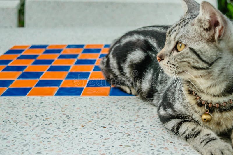 Cat on a marble table stock photo. Image of coat, small - 57726858
