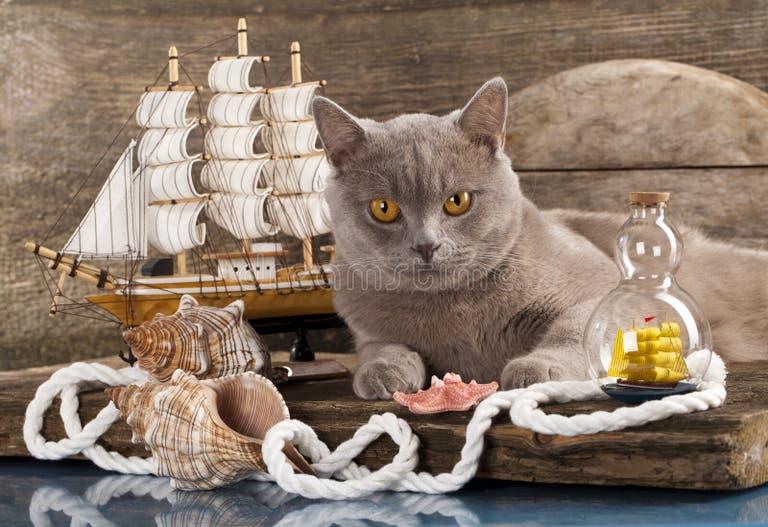 Cat and marine sailboat stock image. Image of adorable - 25537499