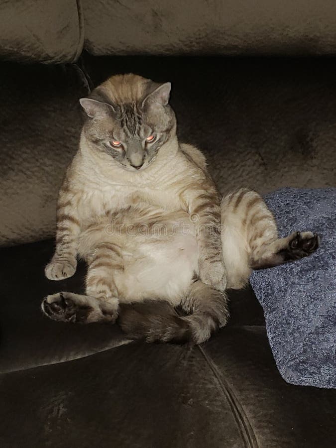 Cat Marshmello White Chill Siamese Firepoint Jacksonville Florida Stock ...