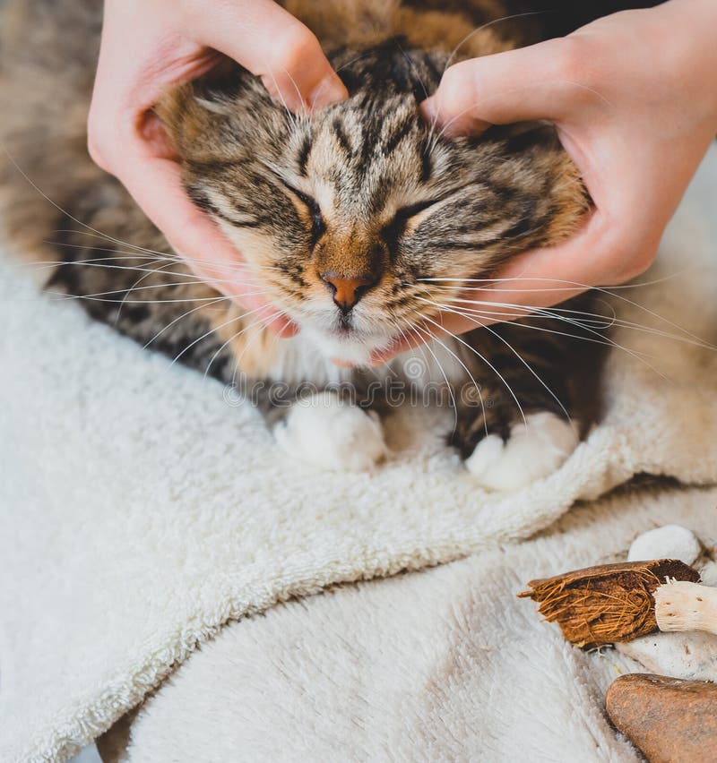 Cat Stress is Relieved with a Head Massage Stock Photo - Image of body ...