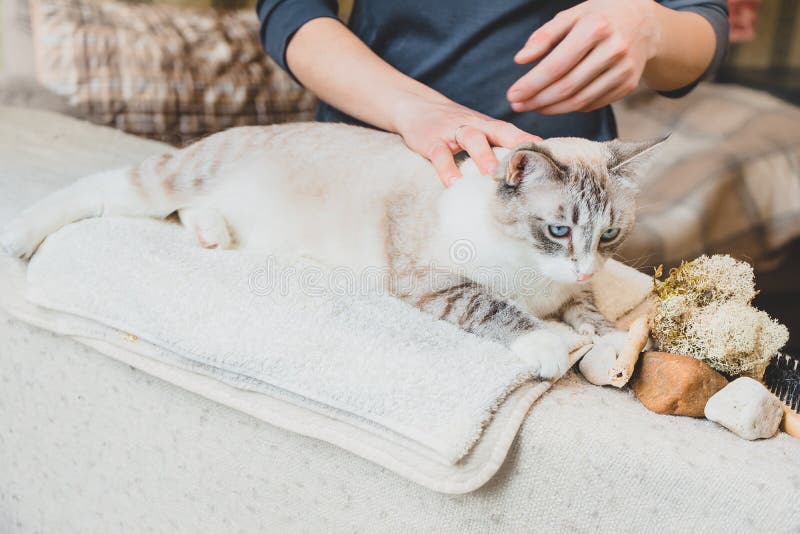 Preparing the Cat for Massage. Stroke. Technic. Stock Image - Image of ...