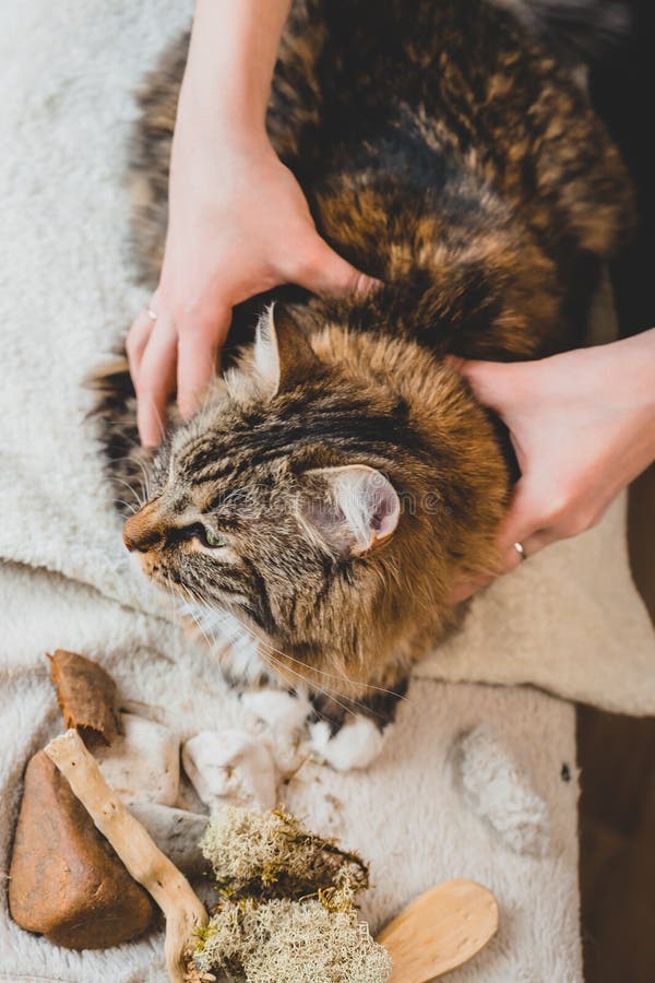 Rubbing with Massage Movements of the Cat`s Back. Massage Technique ...