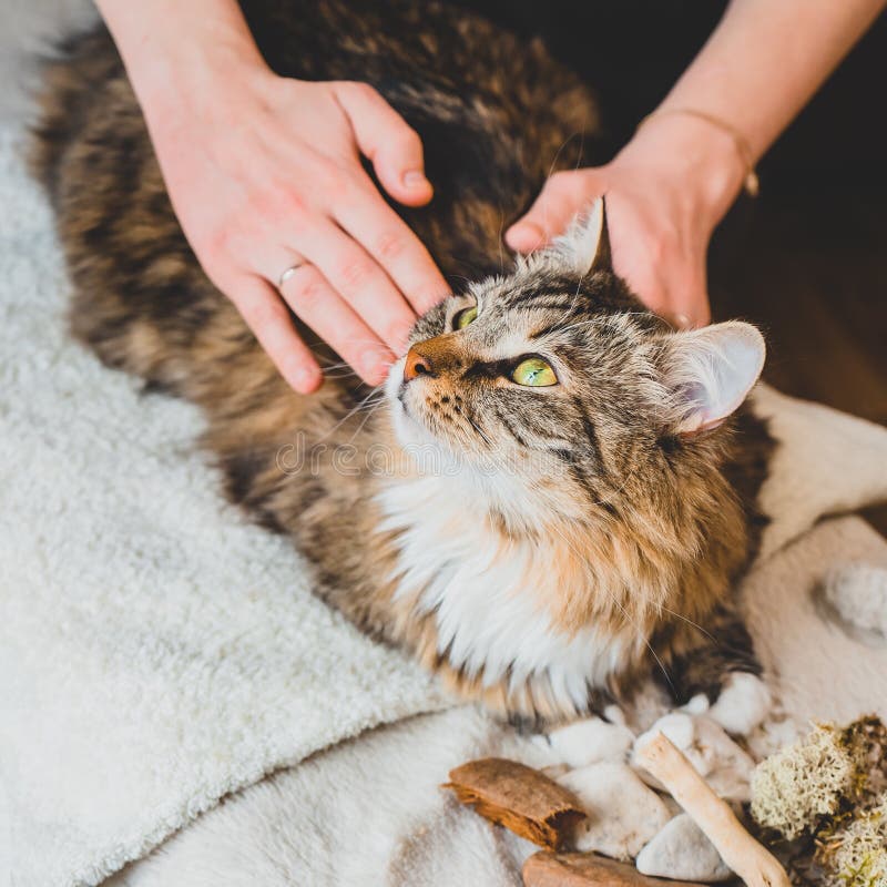 Cat Massage Technique Stock Photos - Free & Royalty-Free Stock Photos ...