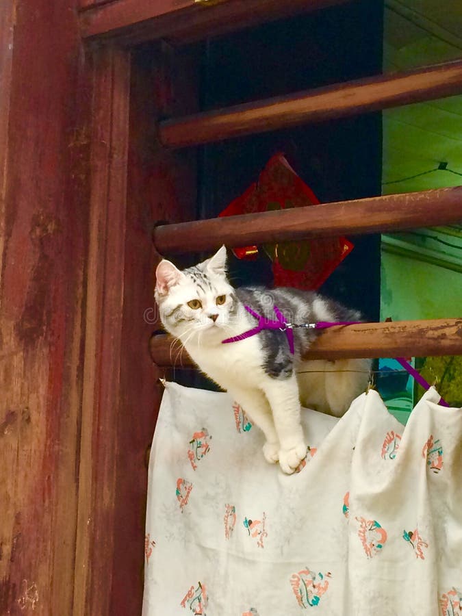 Cat stock photo. Image of guangzhou, wait, door, cute - 106873906