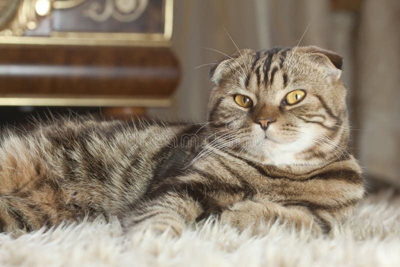 Cat on the mat stock photo. Image of breed, striped, kitten - 25516148