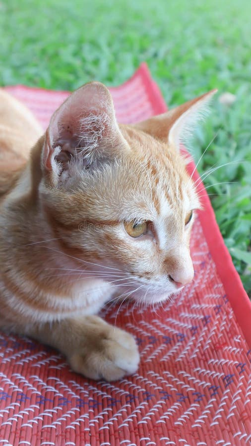 Cat on the mat stock photo. Image of breed, striped, kitten - 25516148