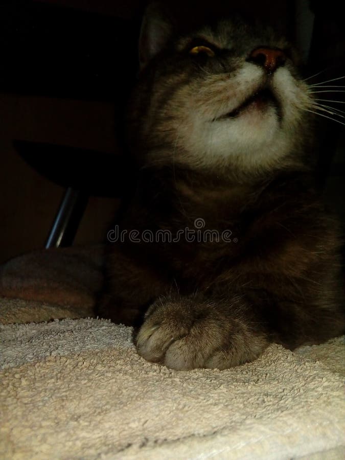 Mausi Stock Photos - Free & Royalty-Free Stock Photos from Dreamstime