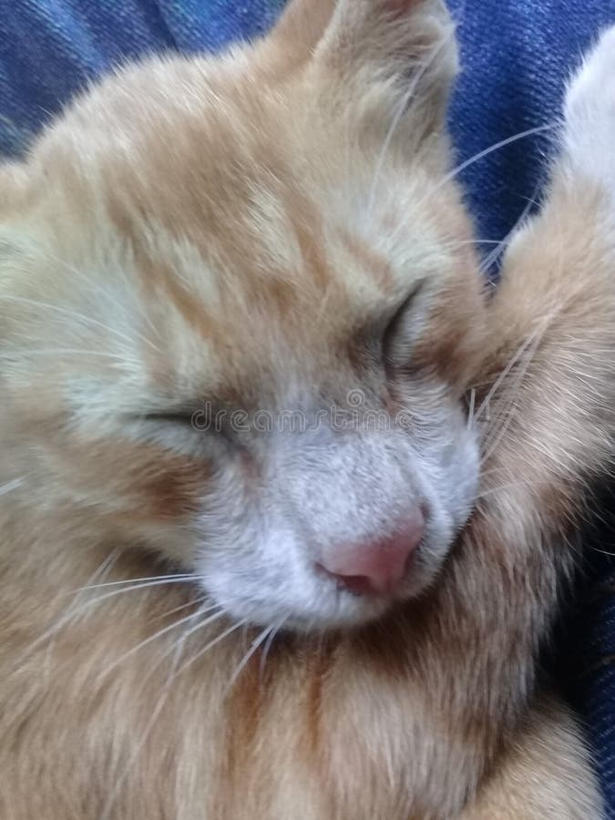 Catcatslep Stock Photos - Free & Royalty-Free Stock Photos from Dreamstime