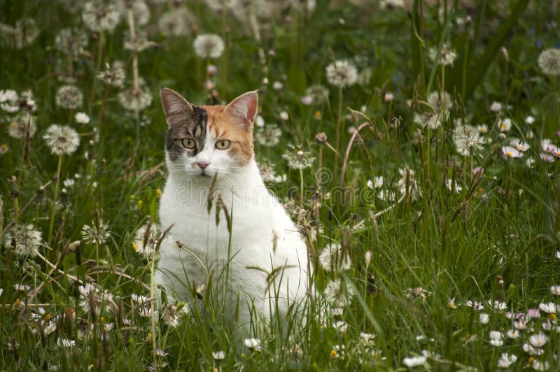 Red cat in spring meadow stock photo. Image of meadow - 14337658