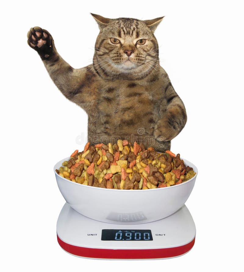 922 Cat Scale Stock Photos - Free & Royalty-Free Stock Photos from ...