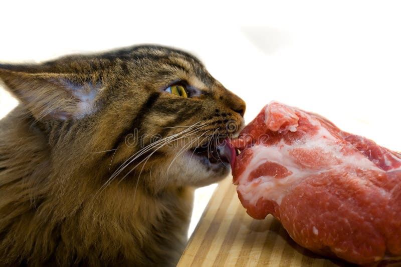 Cat and meat stock photo. Image of gaze, eats, ingredient - 33138544
