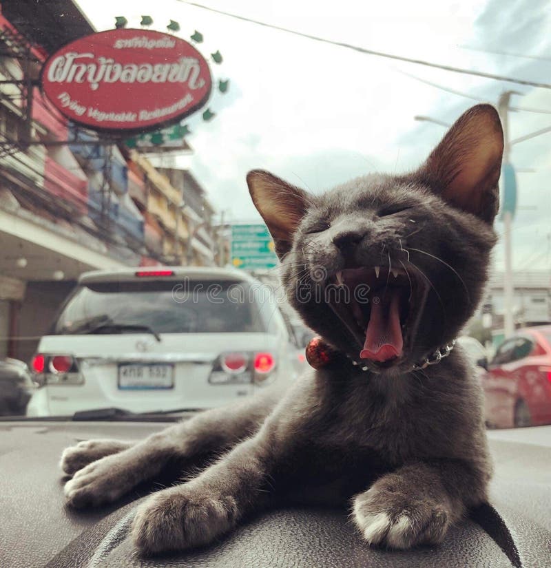 Cat editorial stock image. Image of catty, meow, kitty - 135176579