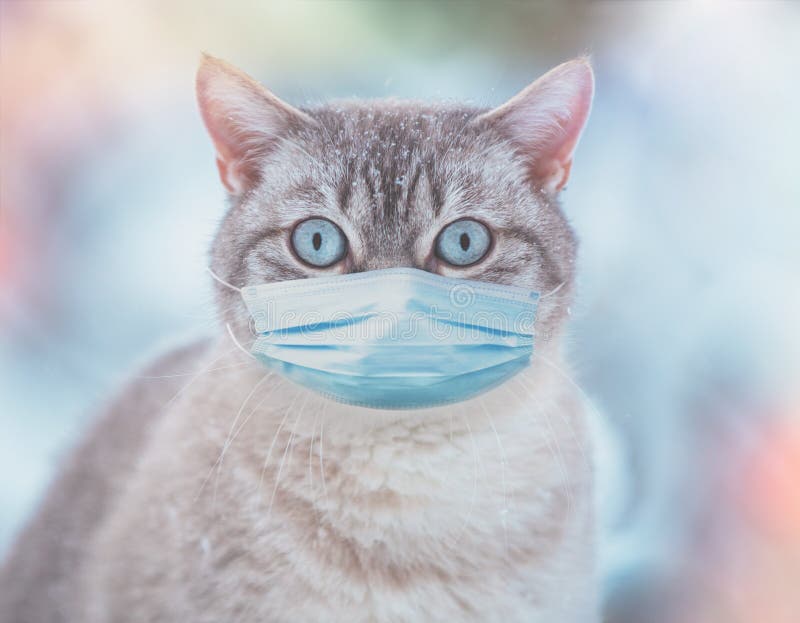 The Cat in Medical Face Mask Outdoors Stock Image - Image of covid ...