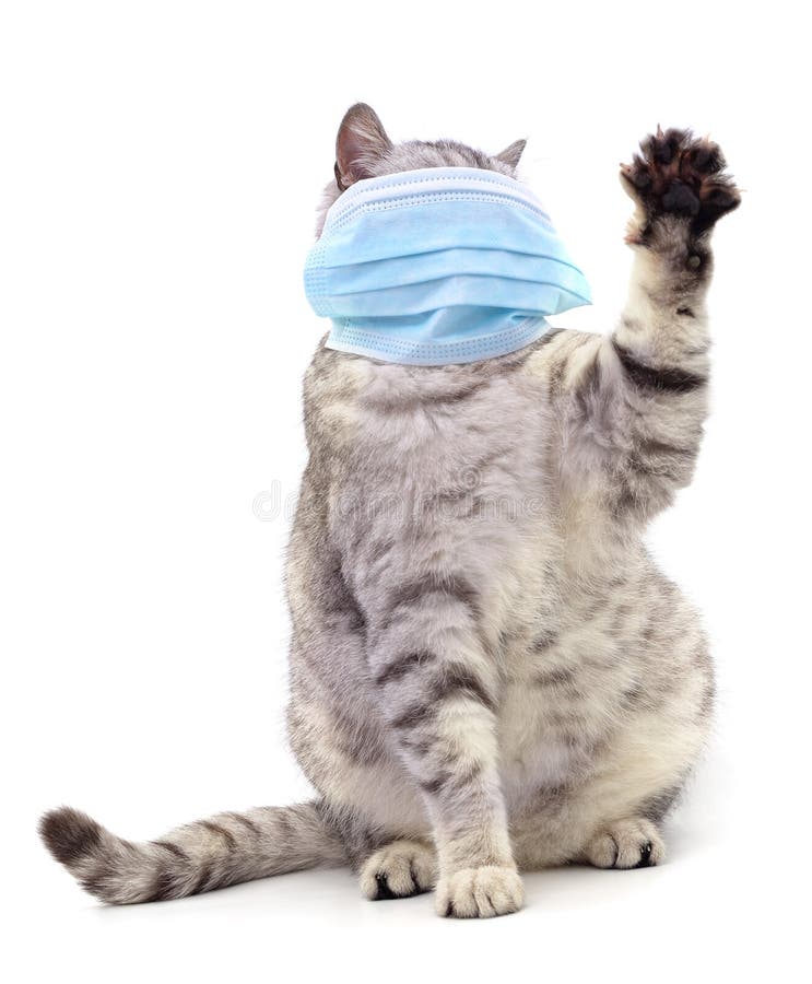 291 Airborne Cat Stock Photos - Free & Royalty-Free Stock Photos from ...