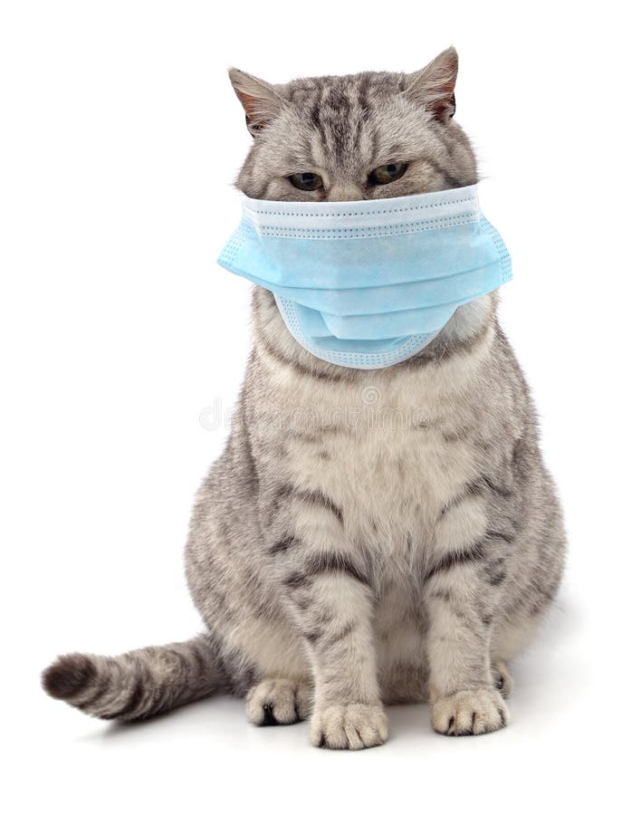 Cat in medical mask stock image. Image of health, gray - 204734605