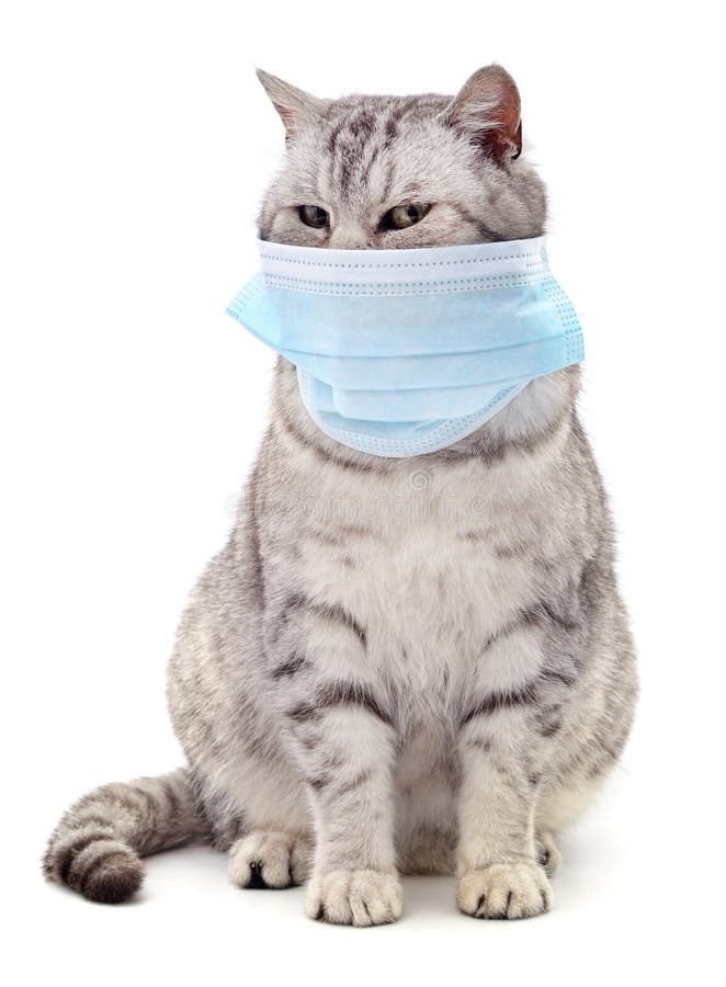 Cat in medical mask stock photo. Image of medical, isolated - 235792128