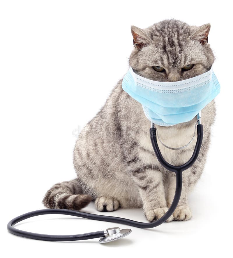 Cat in a Medical Mask and Phonendoscope Stock Photo - Image of breath ...
